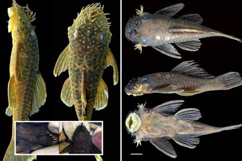 Hideous Catfish Species That Tricks Females Into Having Sex With Them