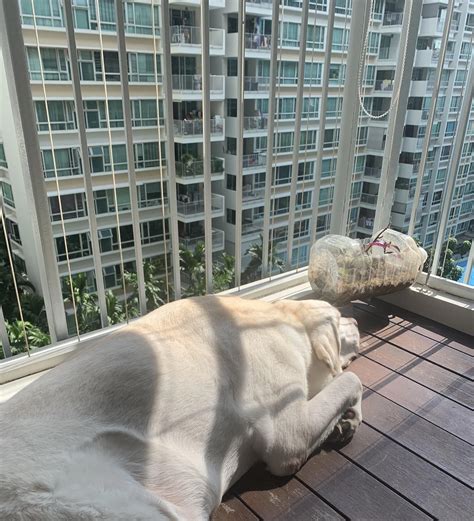 Lazy Sunday Scrolller