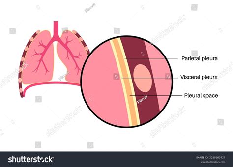 Pleura Anatomy Concept Chest Cavity Medical Stock Vector Royalty Free