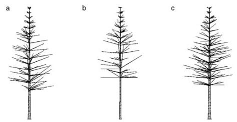 Finite Element Models Showing The Crown Structure Of Trees