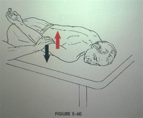 Shoulder Mmt Flashcards Quizlet