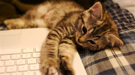 Este Es El Sitio Web Perfecto Para Los Amantes De Los Gatos Infobae