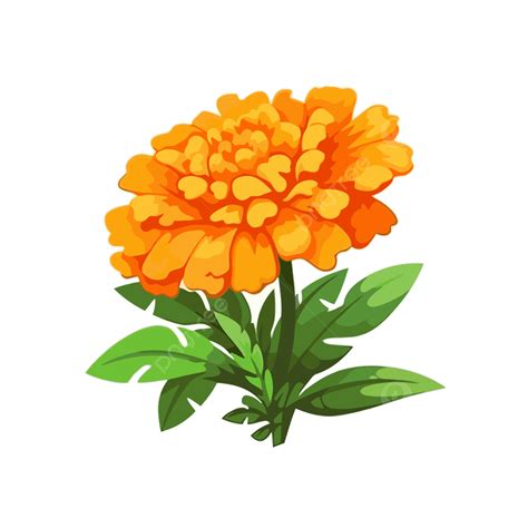 Marigold Flower Clipart Png