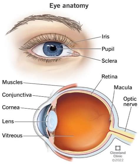 Figure 1 From Classification Of Eye Images By Personal Details With