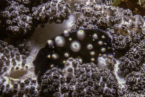 Ovula Ovum Linnaeus 1758 Solitary Islands Underwater Research Group