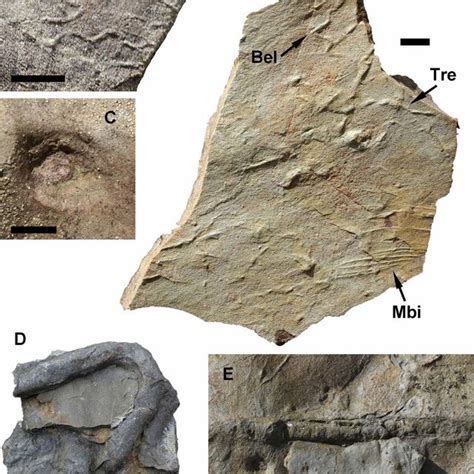 A Cochlichnus Mpcm Pi 0010 Point N7 B Treptichnus Pedum Arrow Download Scientific