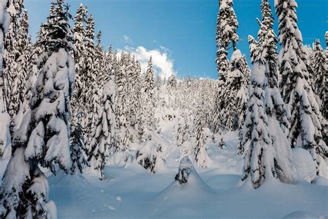 많은 나무로 가득 찬 눈 덮인 숲 사진 Unsplash의 눈 이미지