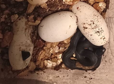 Чёрной чёрной ночью родились чёрные чёрные змеи 2025 ВКонтакте