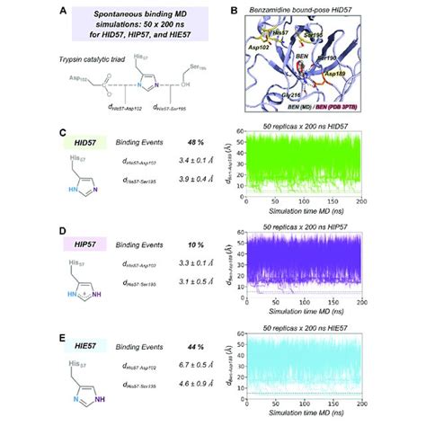 Overview Of Trypsin Structure And S1 Pocket A Trypsin In Purple Download Scientific