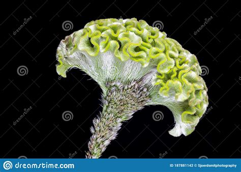 Celosia Act Verda Brain Flower Plant Color Texture