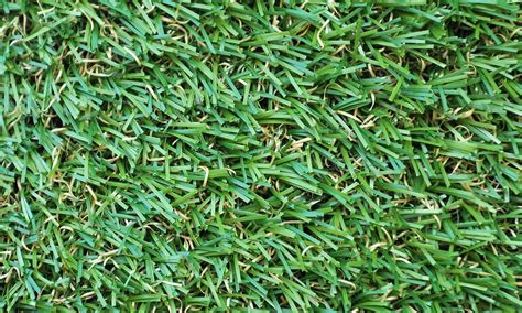 Different Types Of Grass
