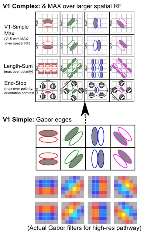4 Simple And Complex Cell Types Within V1 The Complex Cells Integrate Download Scientific