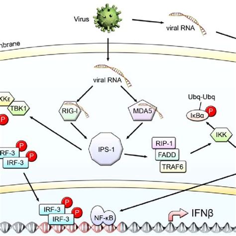 Ifnαβ Signalling After Secretion Ifnαβ Bind To The Ifnαβ Receptor