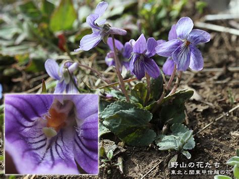 ノジスミレ 野山の花たち 東北と関東甲信越の花