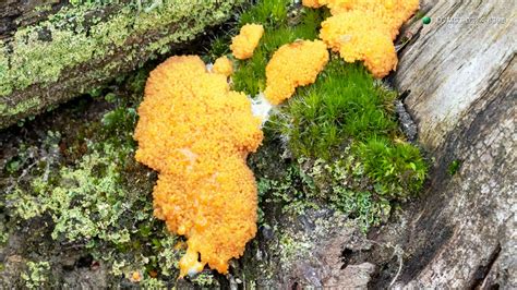 Goyt Valley Mosses And Lichens
