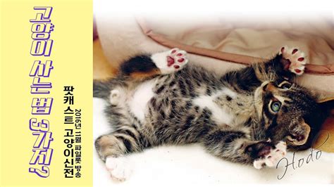 팟캐스트 고양이 입양은 어떻게 하는걸까 Youtube