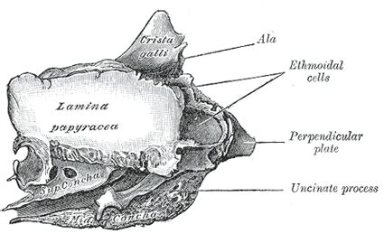 Ethmoid Bone Human Anatomy