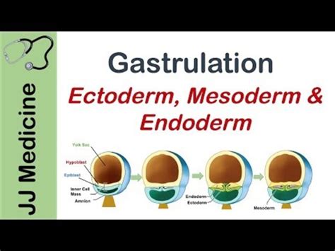 General Embryology Detailed Animation On Gastrulation Embryology From