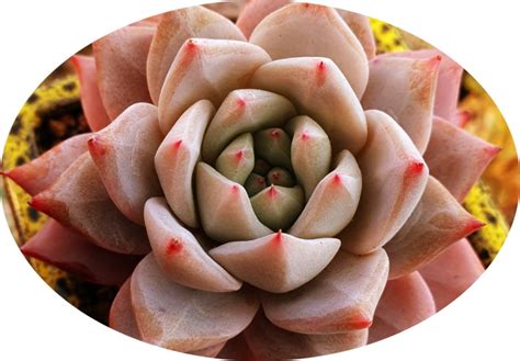 2편 다육식물의 속에 대해 알면 좀 더 키우기 쉬울 것 같아서 올려 봅니다레티지아 춘맹 을녀심 청옥 청솔 구슬얽이