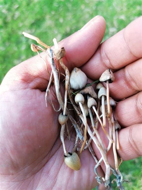 Some More Libs To Compare To Eachother Rbeacainukv2