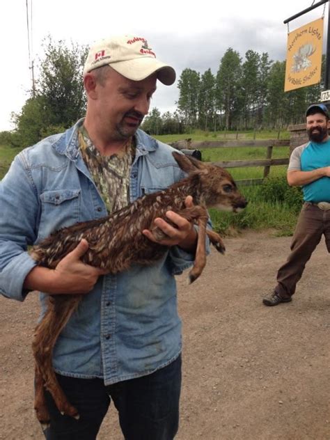 Alberta Man Successfully Performs Roadside C Section On A Deer