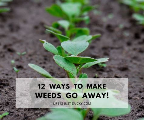 Best Ways To Get Rid Of Weeds In Your Garden Naturally Life Is Just Ducky