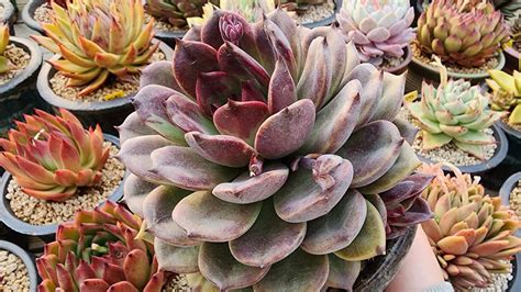 🤎다육판매🤎 지금까지 이런 다육이는 없었다 이것은 다육인가 꽃인가 🤣 화분별도다육이 이천 Succulent