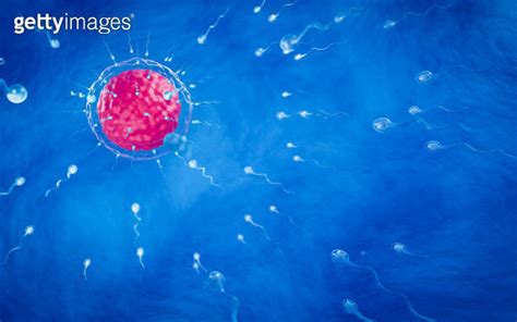 The Sperm Fertility Is Directed Towards The Egg Bubble After Sex To Do