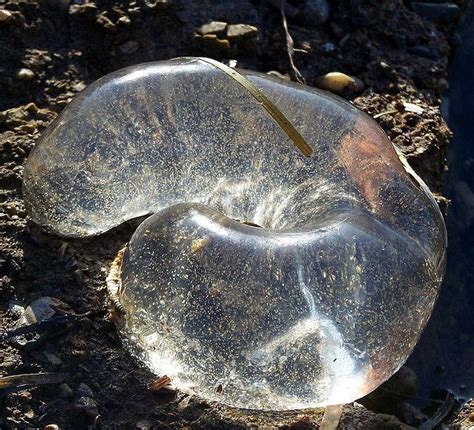 Moon Snail Egg Sac