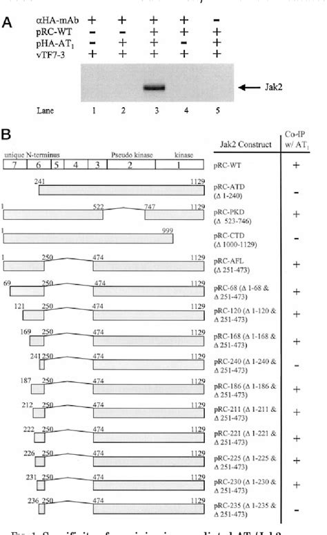 Figure 1 From The Angiotensin Ii Dependent Nuclear Translocation Of Stat1 Is Mediated By The