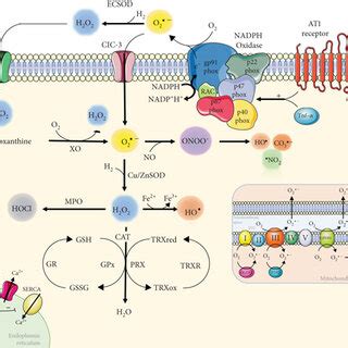 Crosstalk Of ROS And The Hallmarks Of Aging The Excessive Production Download Scientific