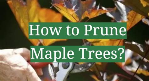 How To Prune Maple Trees Gardenprofy