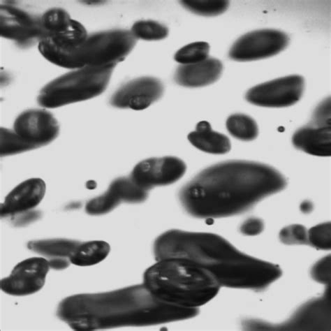 Indian Institute Of Technology Guwahati Roboflow Universe