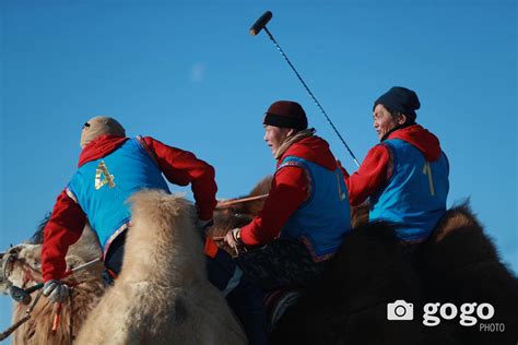 ФОТО Түмэн тэмээний баяр поло тэмцээнээр үргэлжилж байна