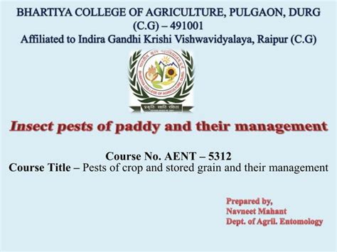 Insect Pests Of Paddy Pptx