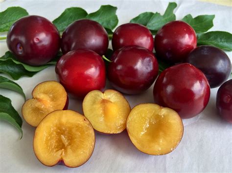 Daleys Fruit Tree Blog Gulf Ruby Plum