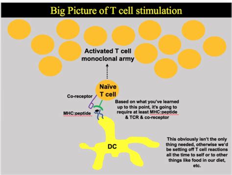 Lecture DC T Cell Interactions Flashcards Quizlet