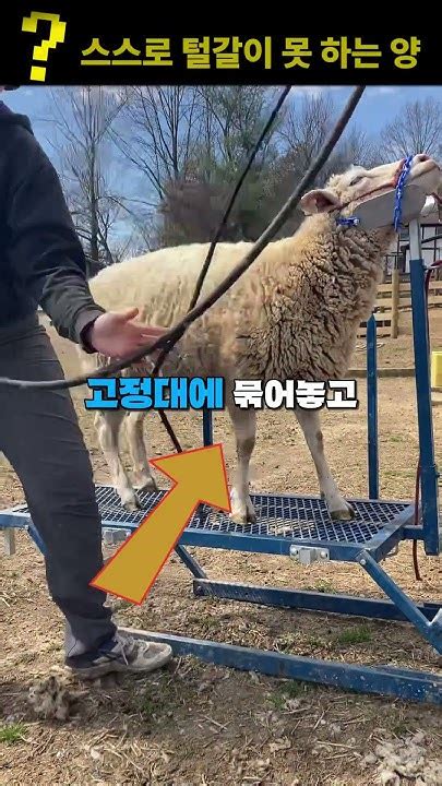 엄청 시원해 보인다는 양 털 깎는 법 Youtube