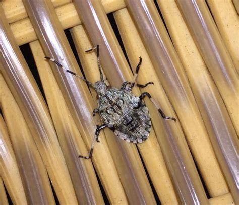 Stink Bug Bites Diner At Kfc In Australia Whats That Bug