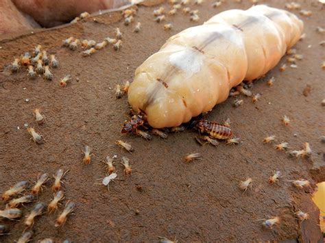 Queen Termite Pic