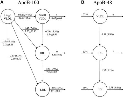 Rate Constants Of Apob 100 A And Apob 48 B In The Apoe Deficient