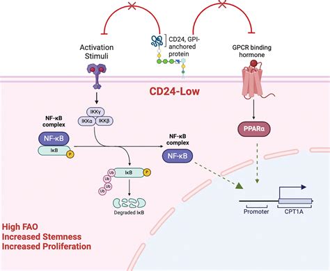 Cd24 Negativity Reprograms Mitochondrial Metabolism To Pparα And Nf κb