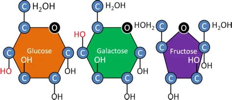 Monosaccharides Definition Structure Types Examples Biology