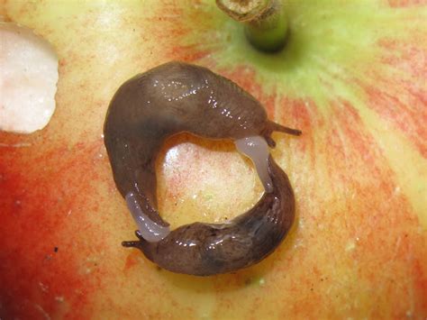 BugBlog A Bit Of Slug Romance