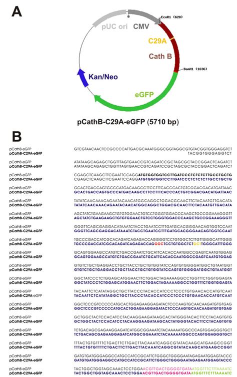 Schematic Depiction And Sequence Of Pcathb C29a Egfp Coding For