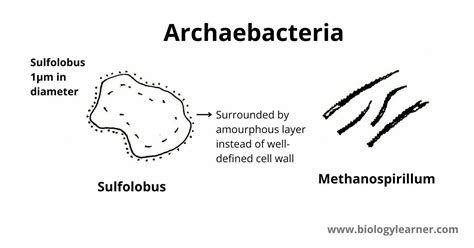 Archaebacteria Examples Domain Bacteria And Domain Archaea Bacteria