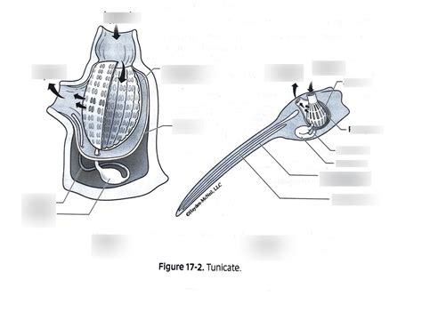 Tunicate Identification Diagram Quizlet