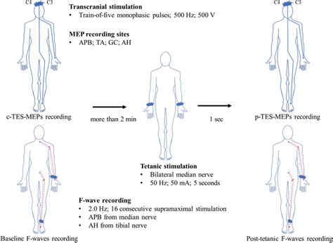 Schematic Diagram Of The Transcranial Electrical Stimulation Motor Download Scientific Diagram