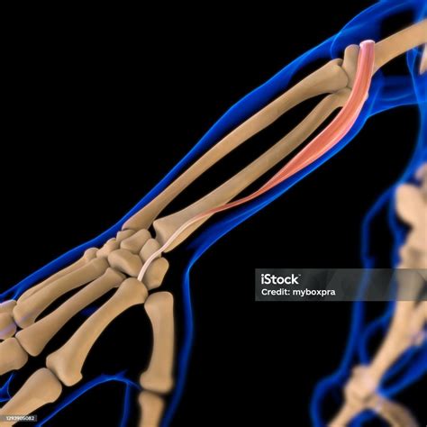 의료 개념 3d 일러스트레이션을 위한 엑스텐서 카피 방사형 롱러스 근육 해부학 3차원 형태에 대한 스톡 사진 및 기타 이미지 3차원 형태 근육 사진 이미지 Istock