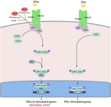 Inhibition Of Host Jak1 By Virus ~ Viralzone